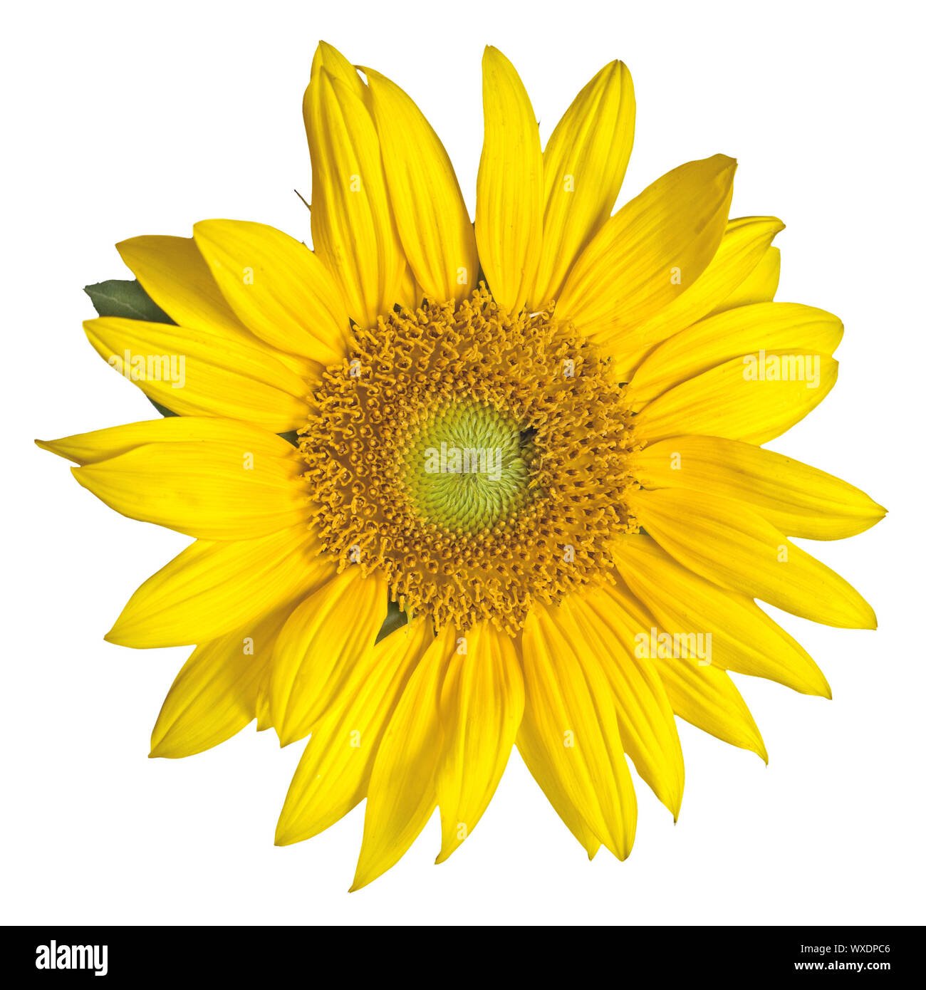 sunflower isolated on white Stock Photo - Alamy