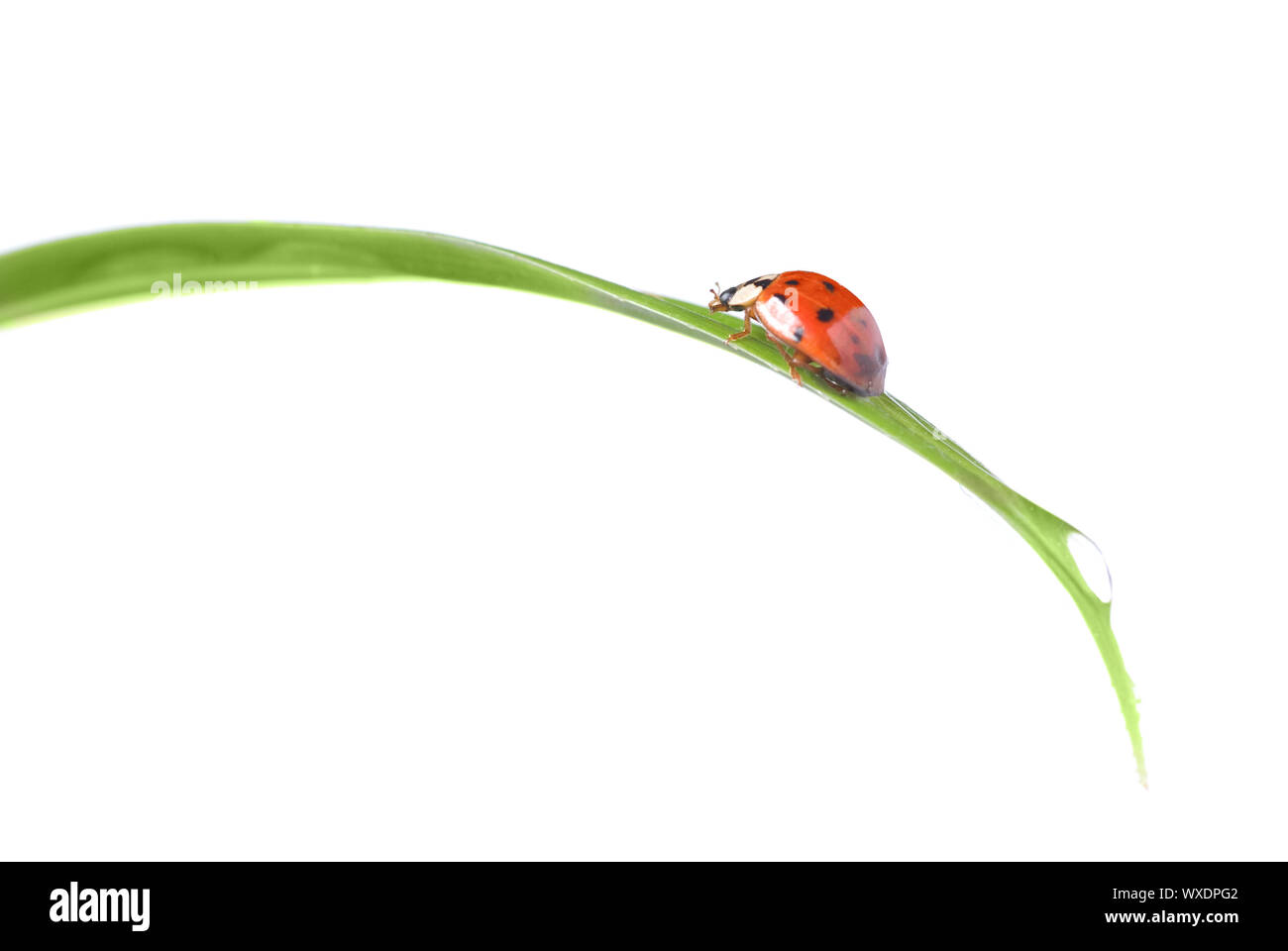 Black Spotted Red Ladybug Cut Out Stock Images & Pictures - Alamy