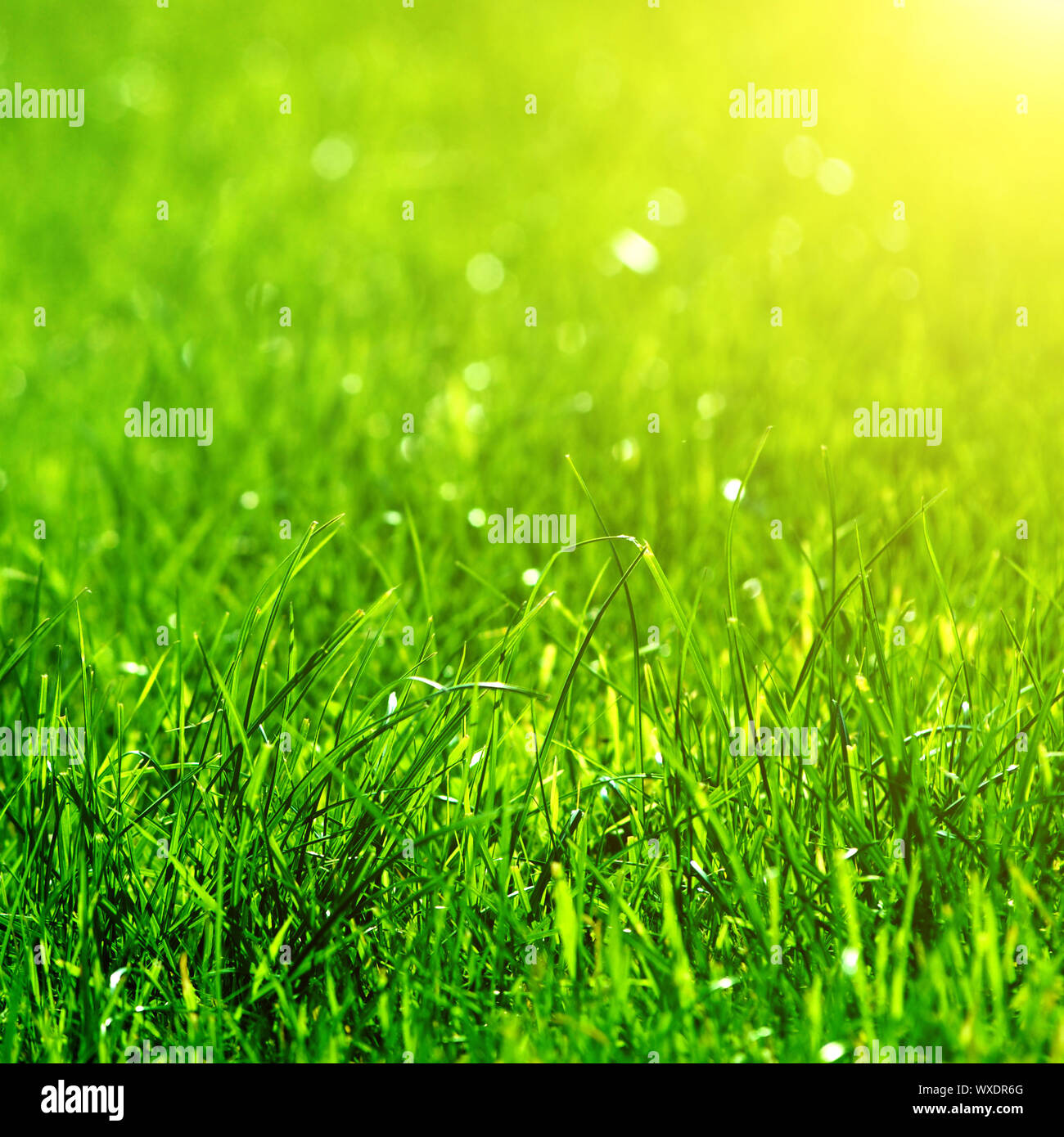 green grass background with sun beam Stock Photo - Alamy
