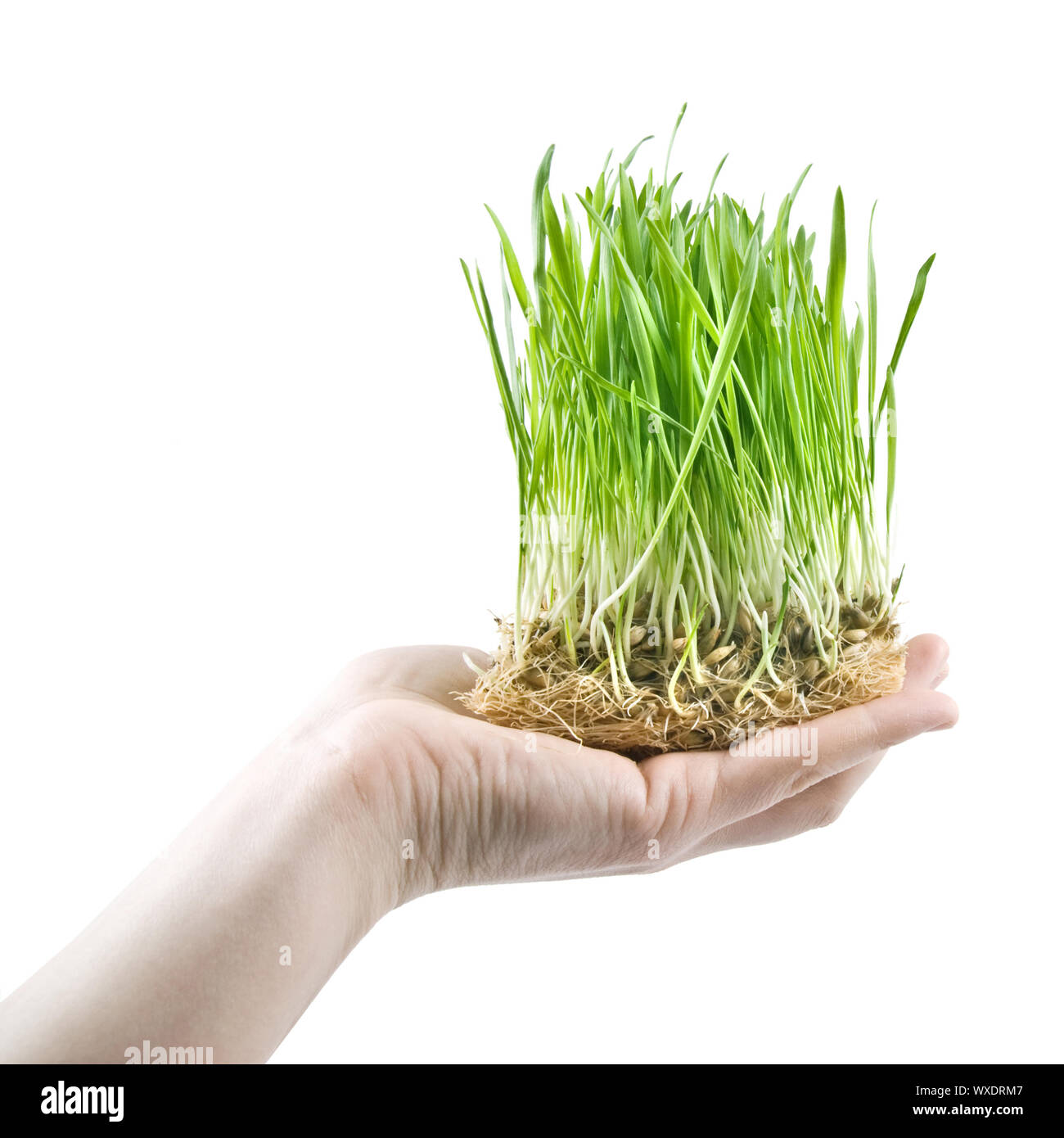 human hand holding green grass on white Stock Photo - Alamy