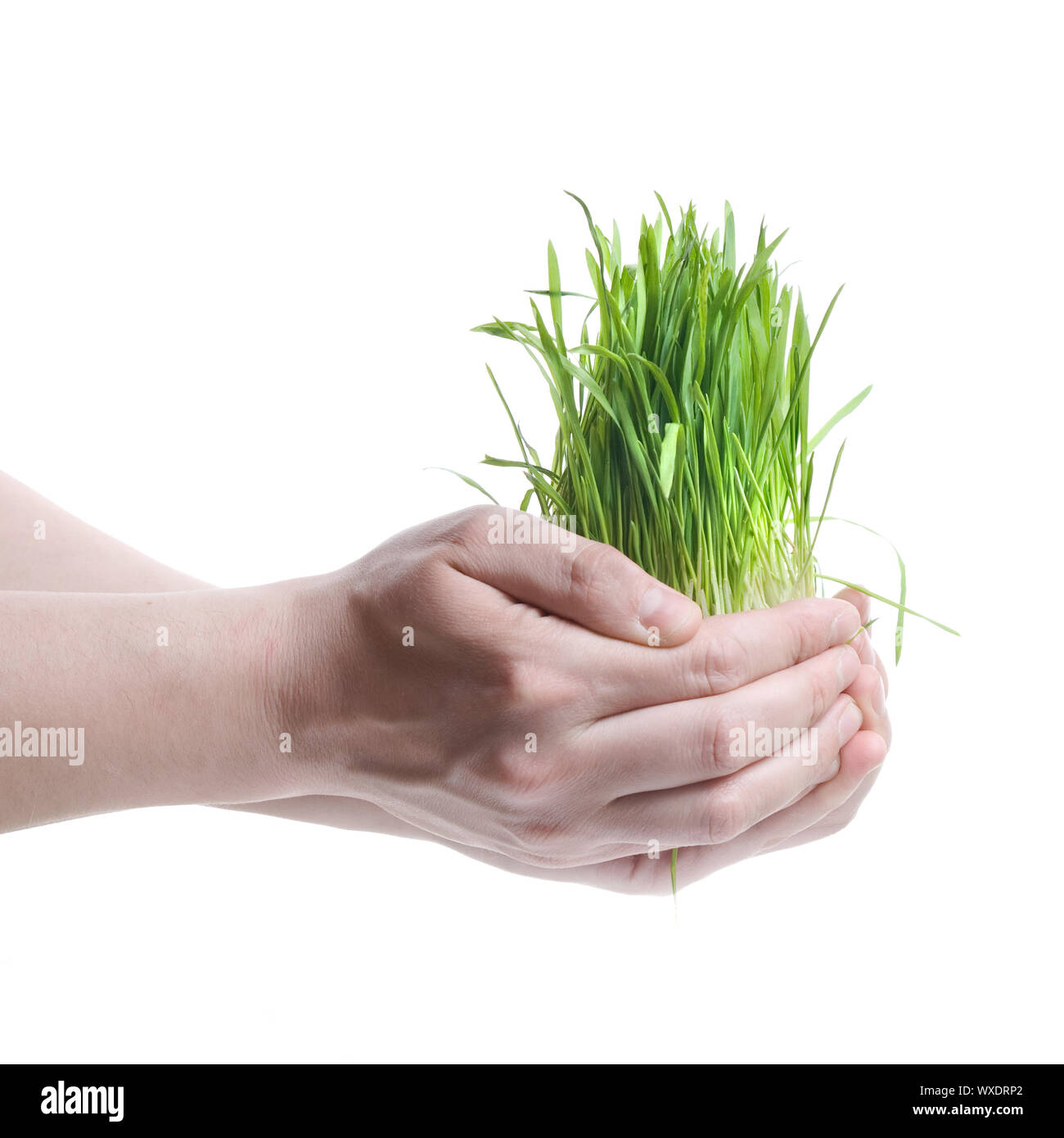 human hand holding green grass on white Stock Photo - Alamy