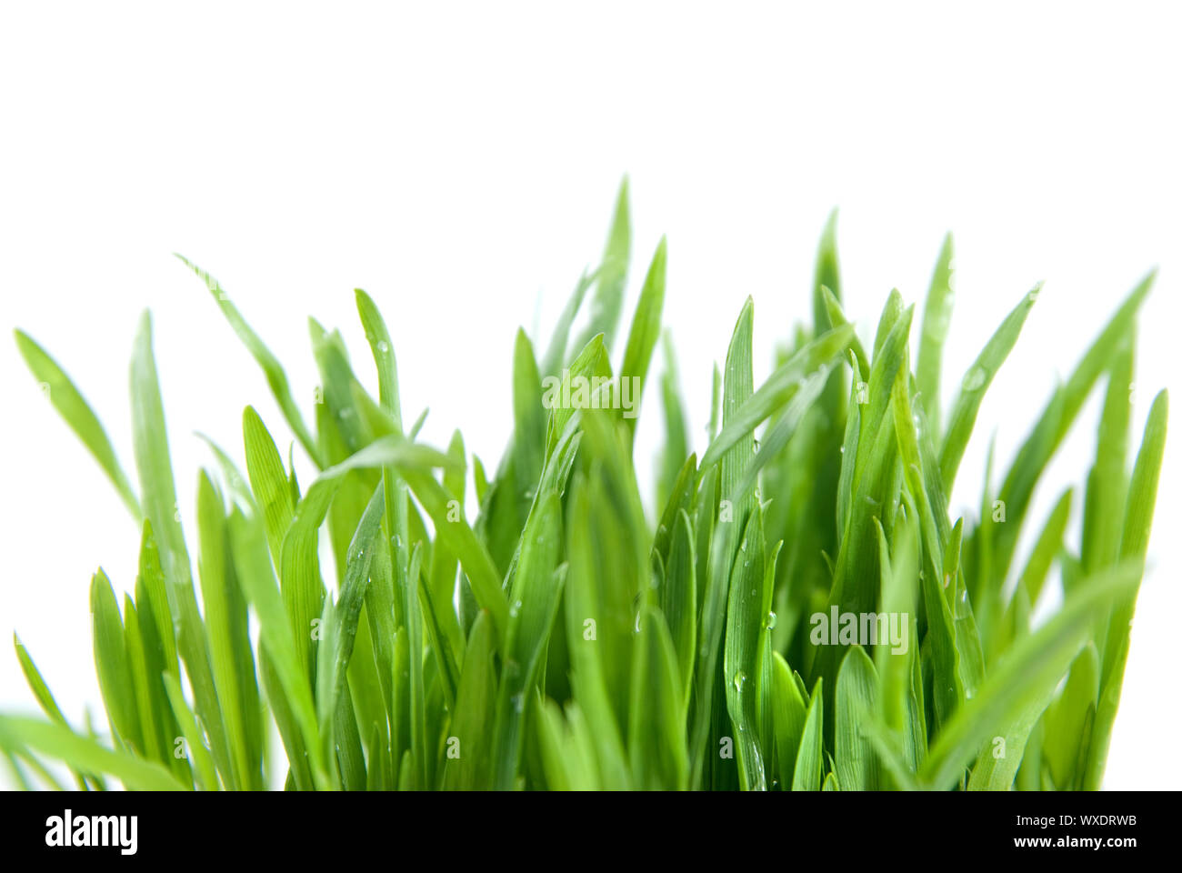 green grass isolated on white Stock Photo - Alamy