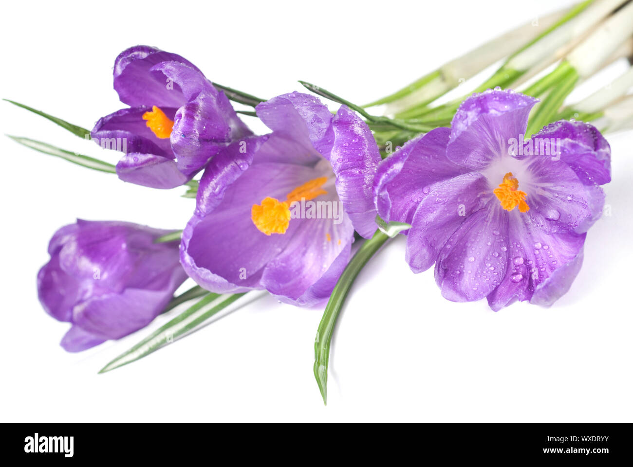Fresh spring crocus flower plant pink isolated bouquet hi-res stock ...