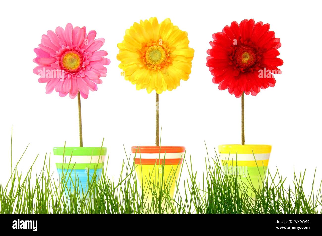 flower and grass isolated on white background showing summer concept ...