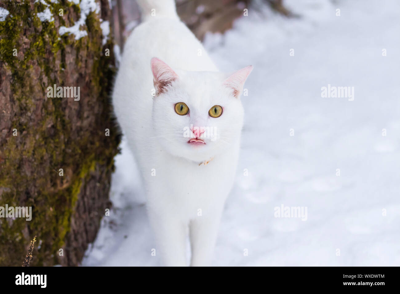 Whitecat hi-res stock photography and images - Alamy