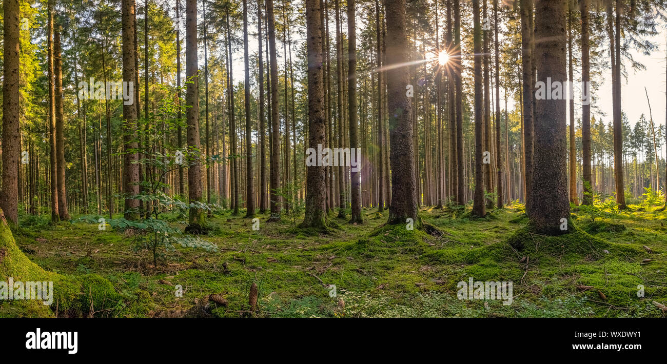 Beautiful sunshine moment in the morning in the forest Stock Photo - Alamy
