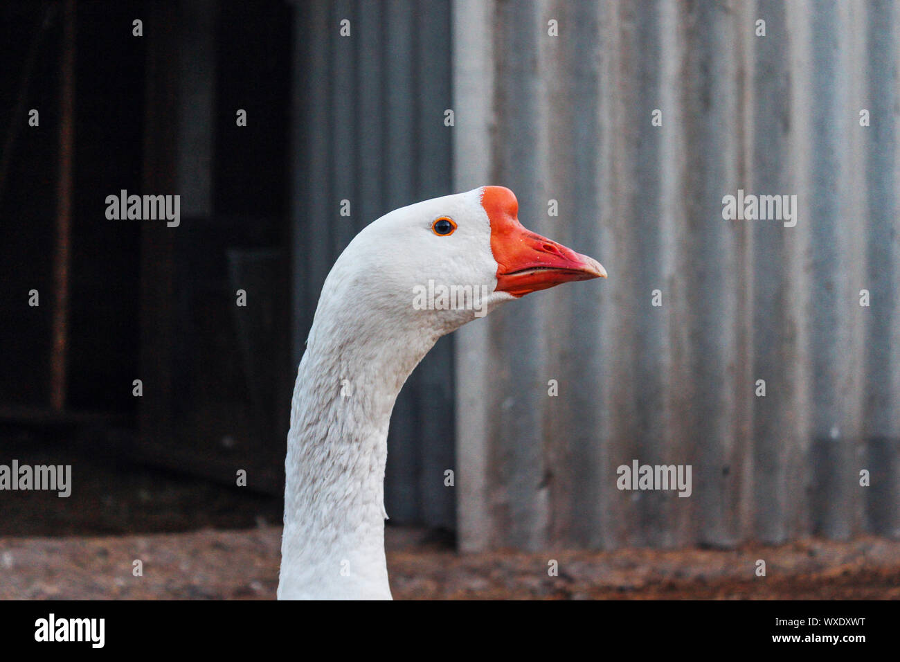 Portrait of domestic grey goose on the farm Stock Photo - Alamy