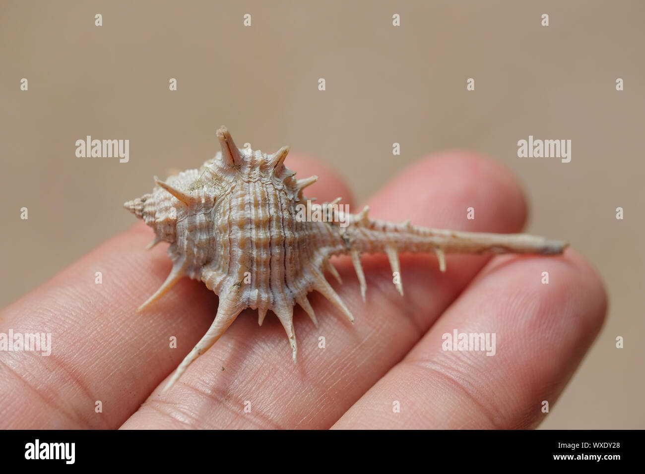hand holding spike shell isolated on sand background Stock Photo - Alamy