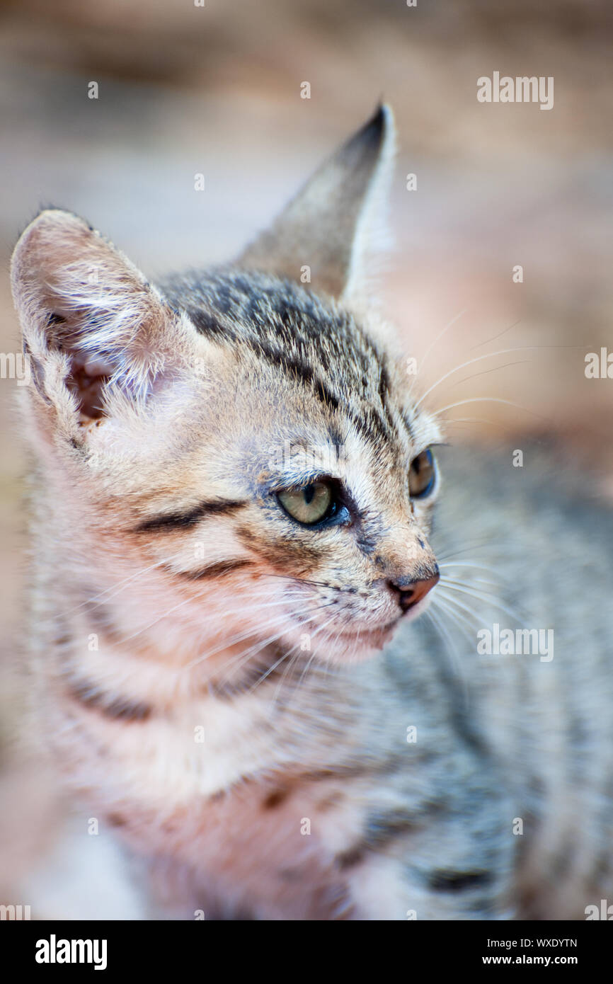 portrait of Tiger striped Greek alley cat outdoor Stock Photo - Alamy
