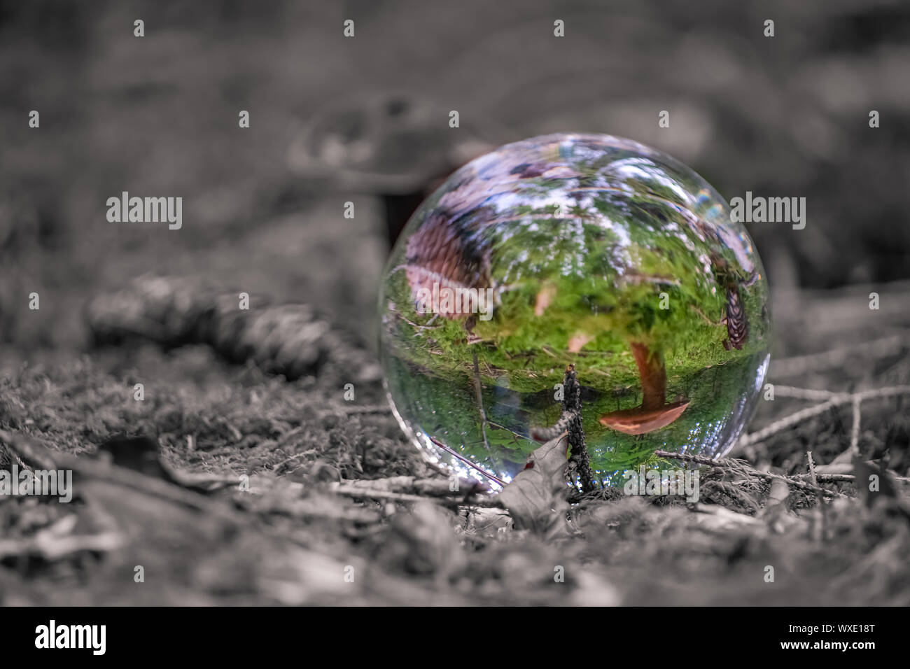 The view through a colored lensball forest landscape with a black and ...