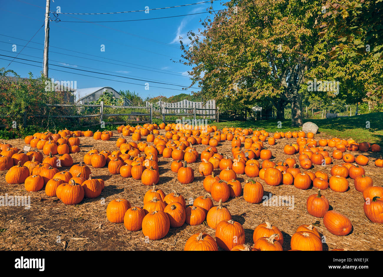 Pumpkins with trees hi-res stock photography and images - Alamy