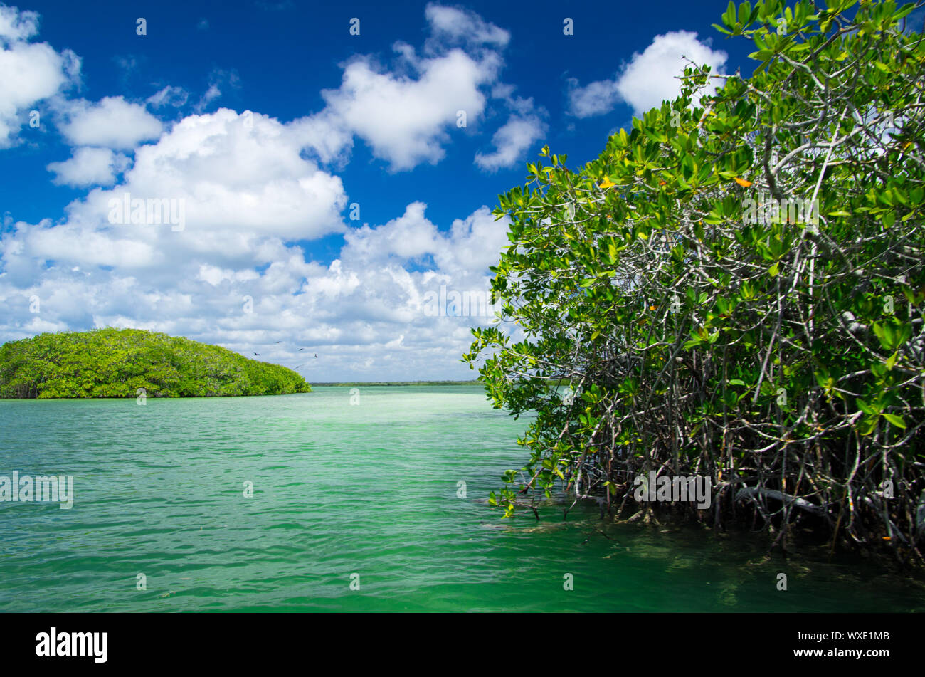 mangrove trees in caribbean sea Stock Photo - Alamy