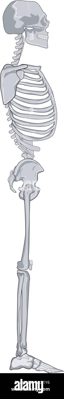 Human Skeleton Side Retro Stock Vector Image & Art - Alamy