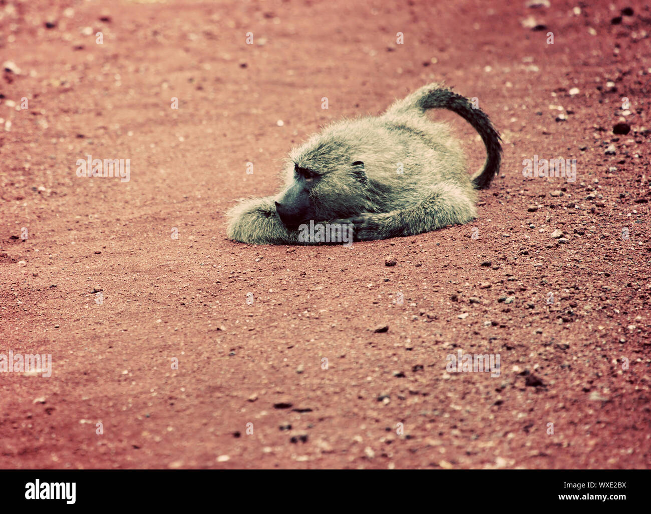 Baboon monkey lying on red African soil. Lake Manyara National Park in ...