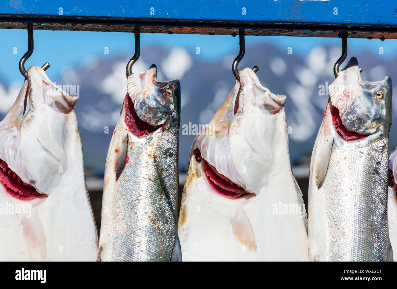 Fishing in Alaska Stock Photo - Alamy