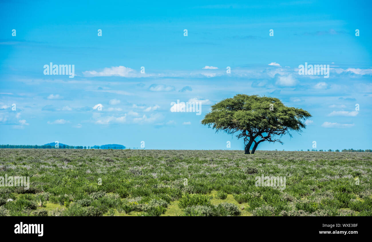 Tree in savannah, classic african landscape image Stock Photo - Alamy
