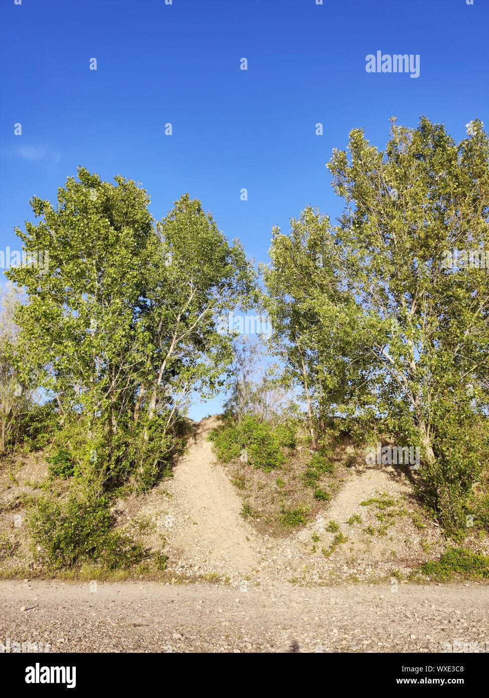 Vertical bushes hi-res stock photography and images - Alamy