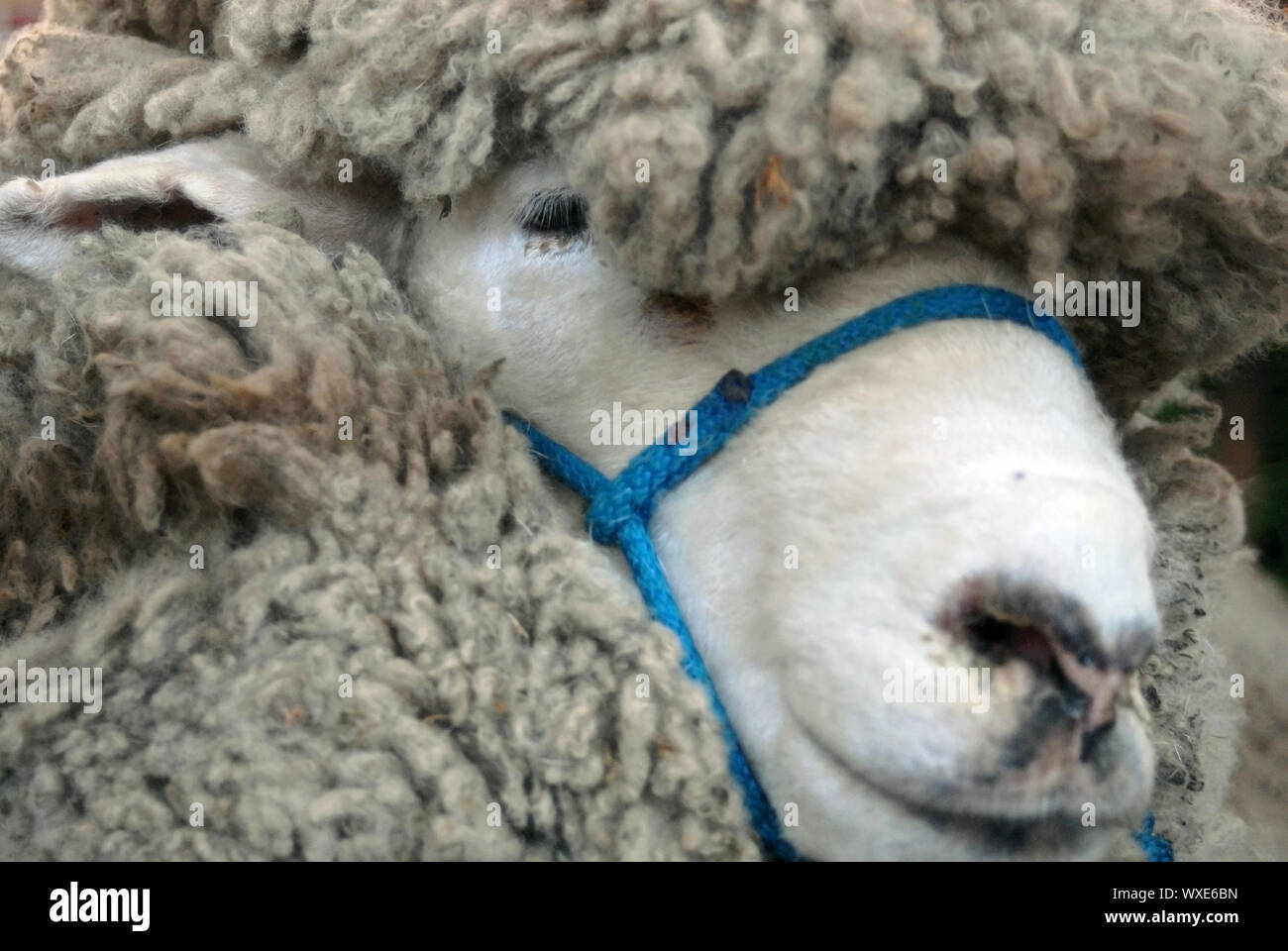 Portrait of the leader sheep breed prize Stock Photo - Alamy
