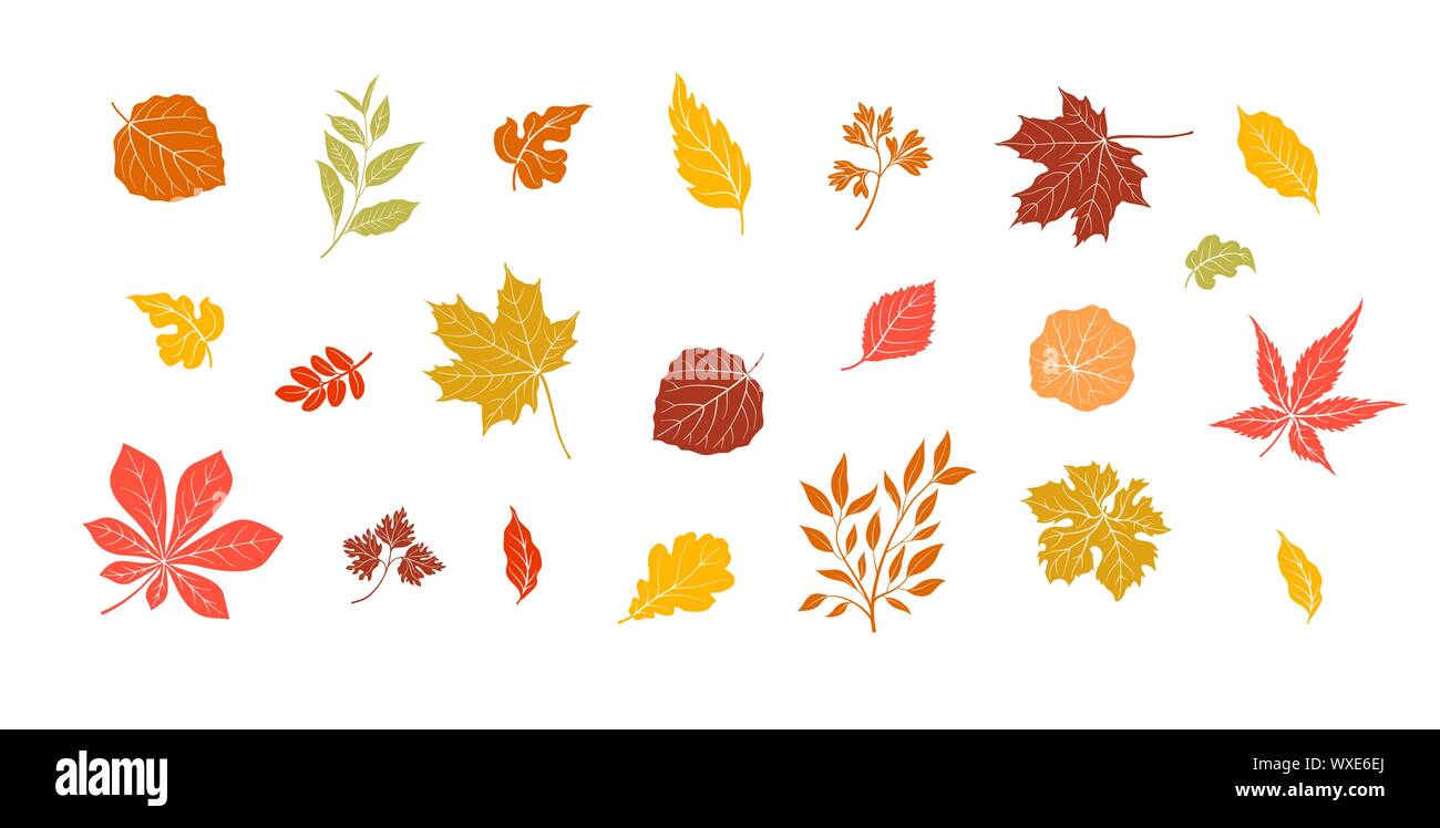 Autumn leaves set. Fall leaf floral icons over white background. Nature ...