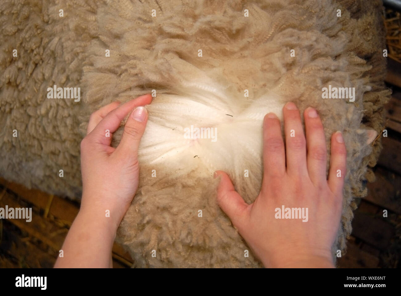 Sheepskin being separated by hands of a woman, showing how clean and ...