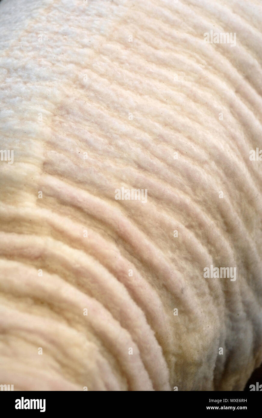 Wooly texture hi-res stock photography and images - Alamy