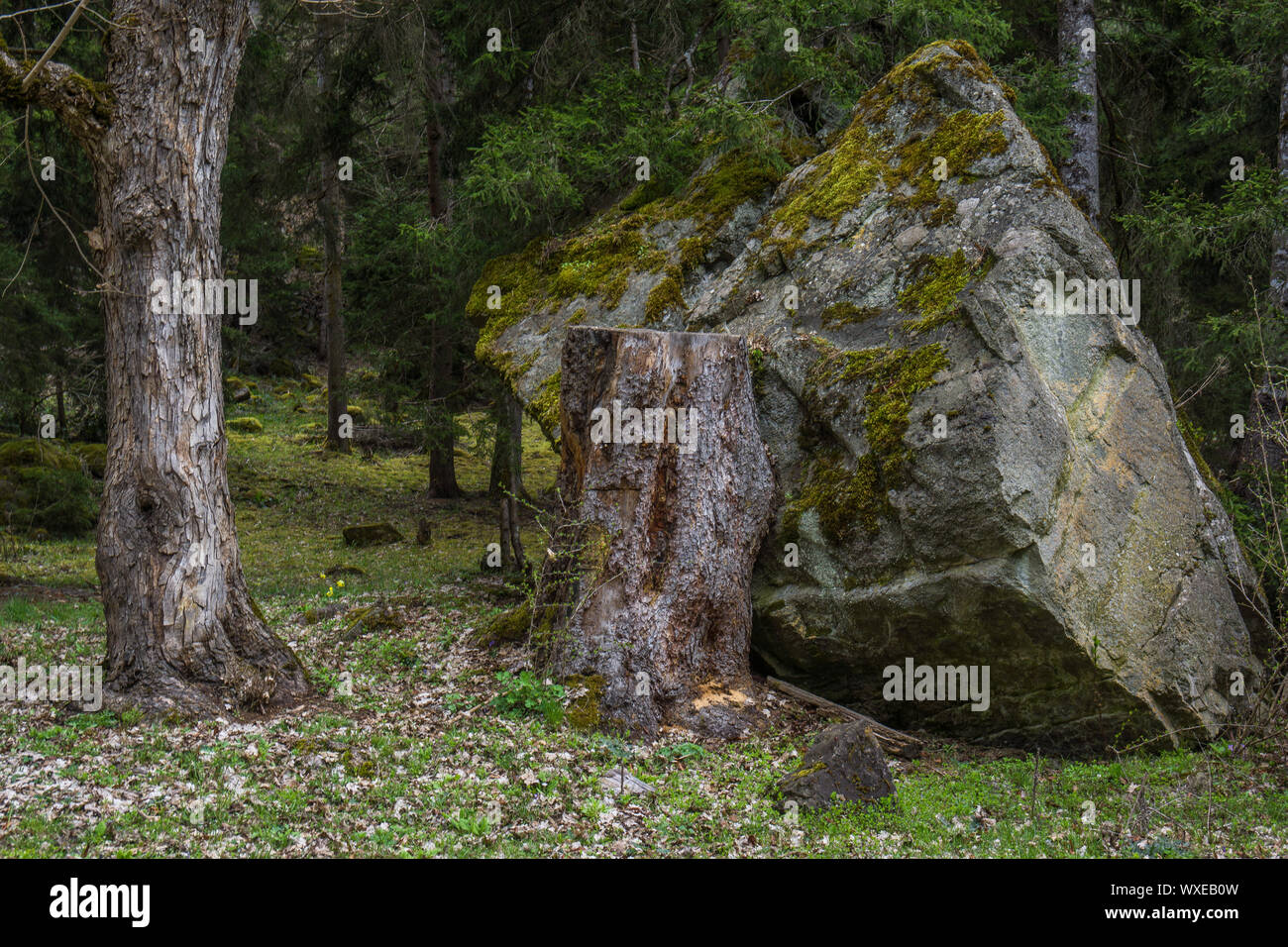 boulder in forest at georgia Stock Photo - Alamy