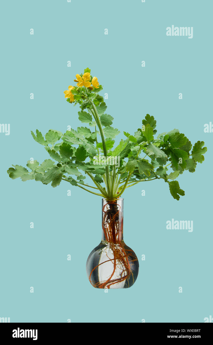Celandine flower in a vase isolate. A celandine plant with roots Ja6 ...