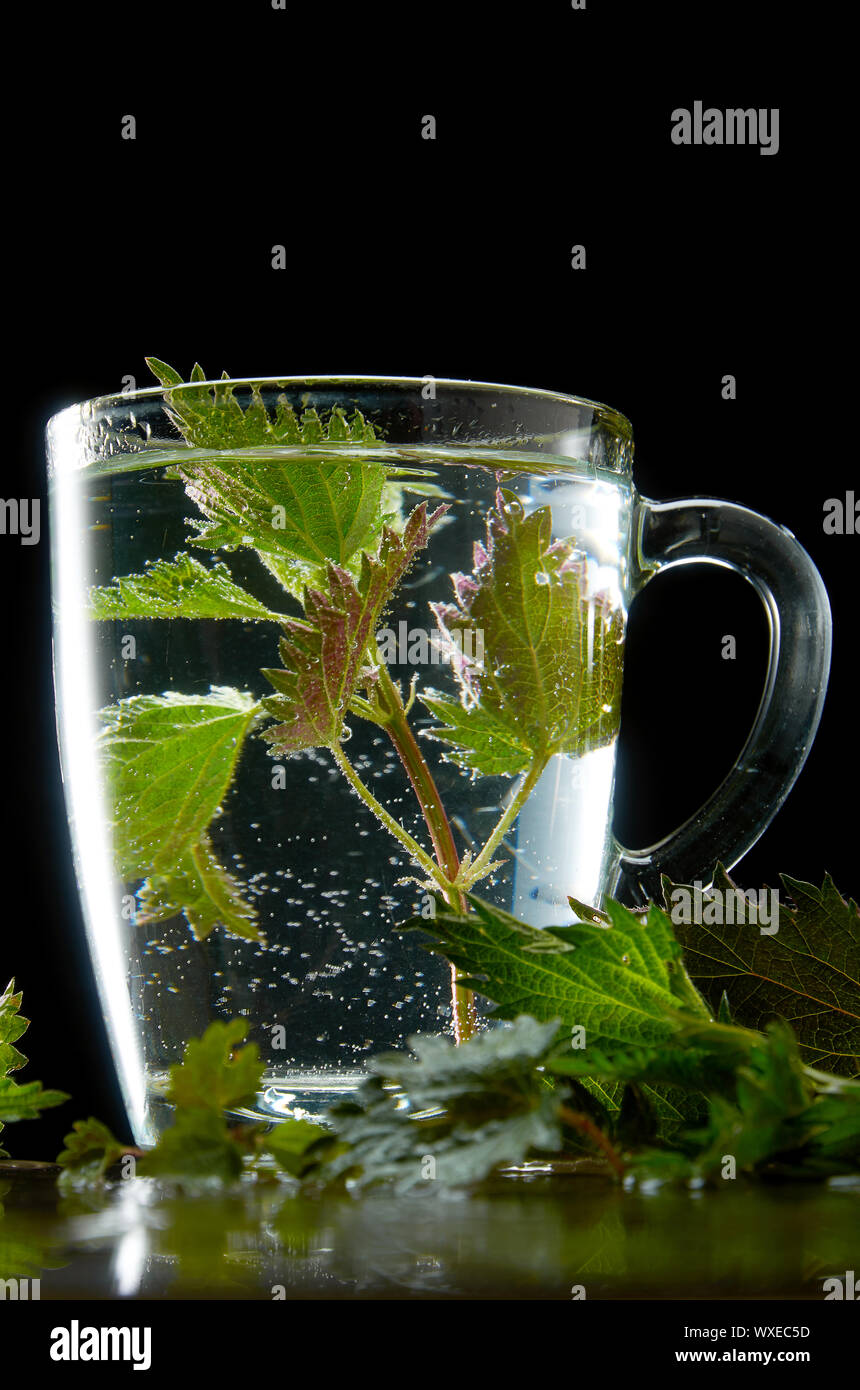 Cup of medicinal nettle tea with nettle leaves and water dust on black ...