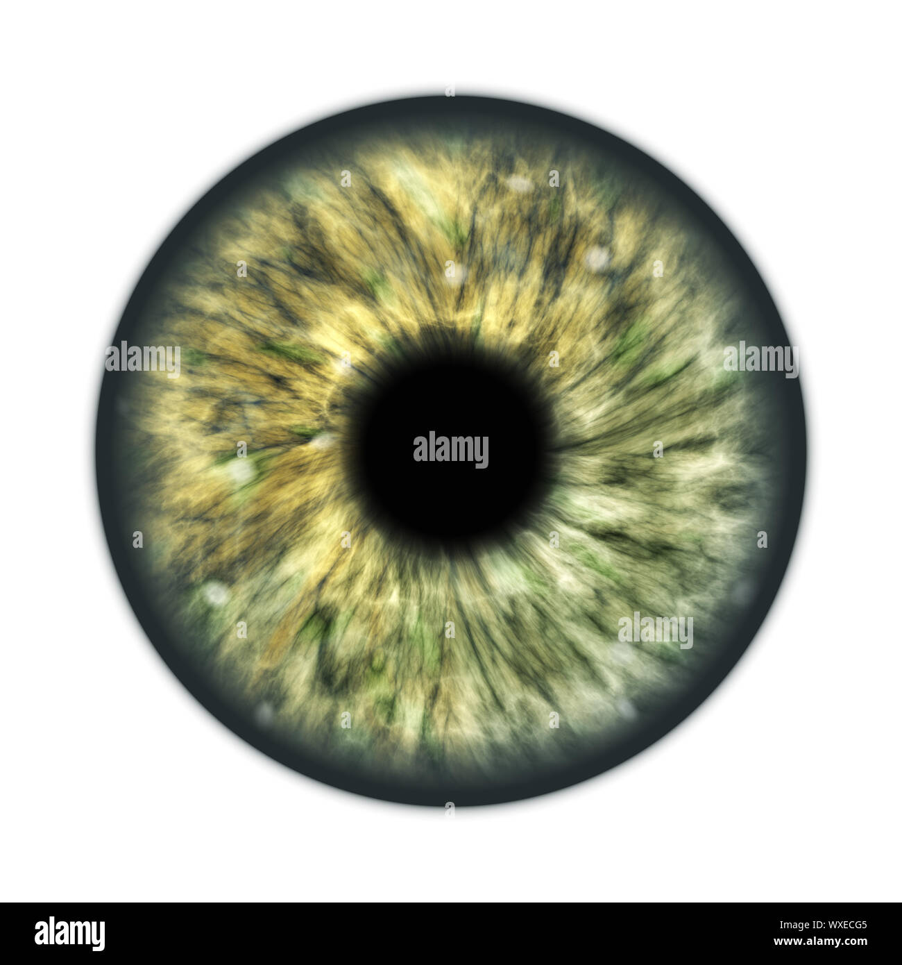 dark green brown human iris Stock Photo - Alamy