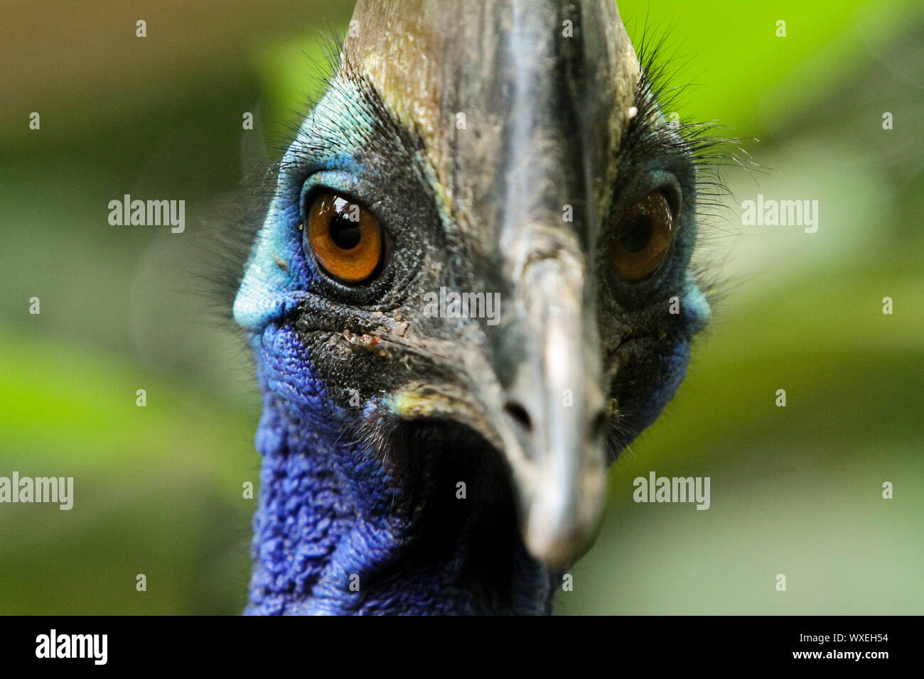 Cassowary Feathers High Resolution Stock Photography and Images - Alamy