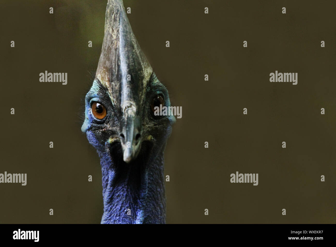 Cassowary Feathers High Resolution Stock Photography and Images - Alamy