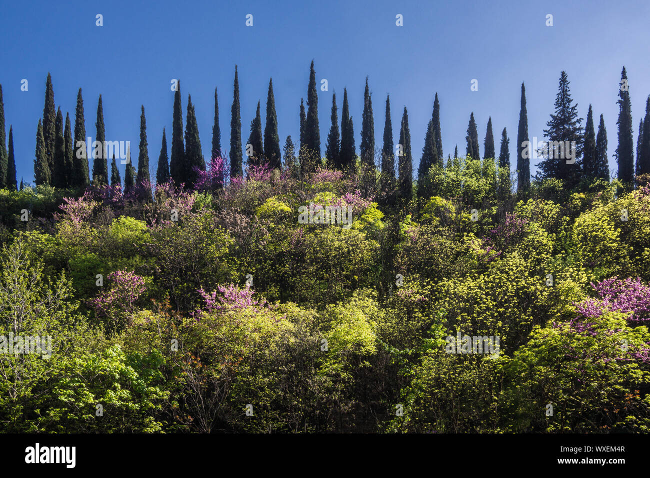 Cypress trees on hill top hi-res stock photography and images - Alamy