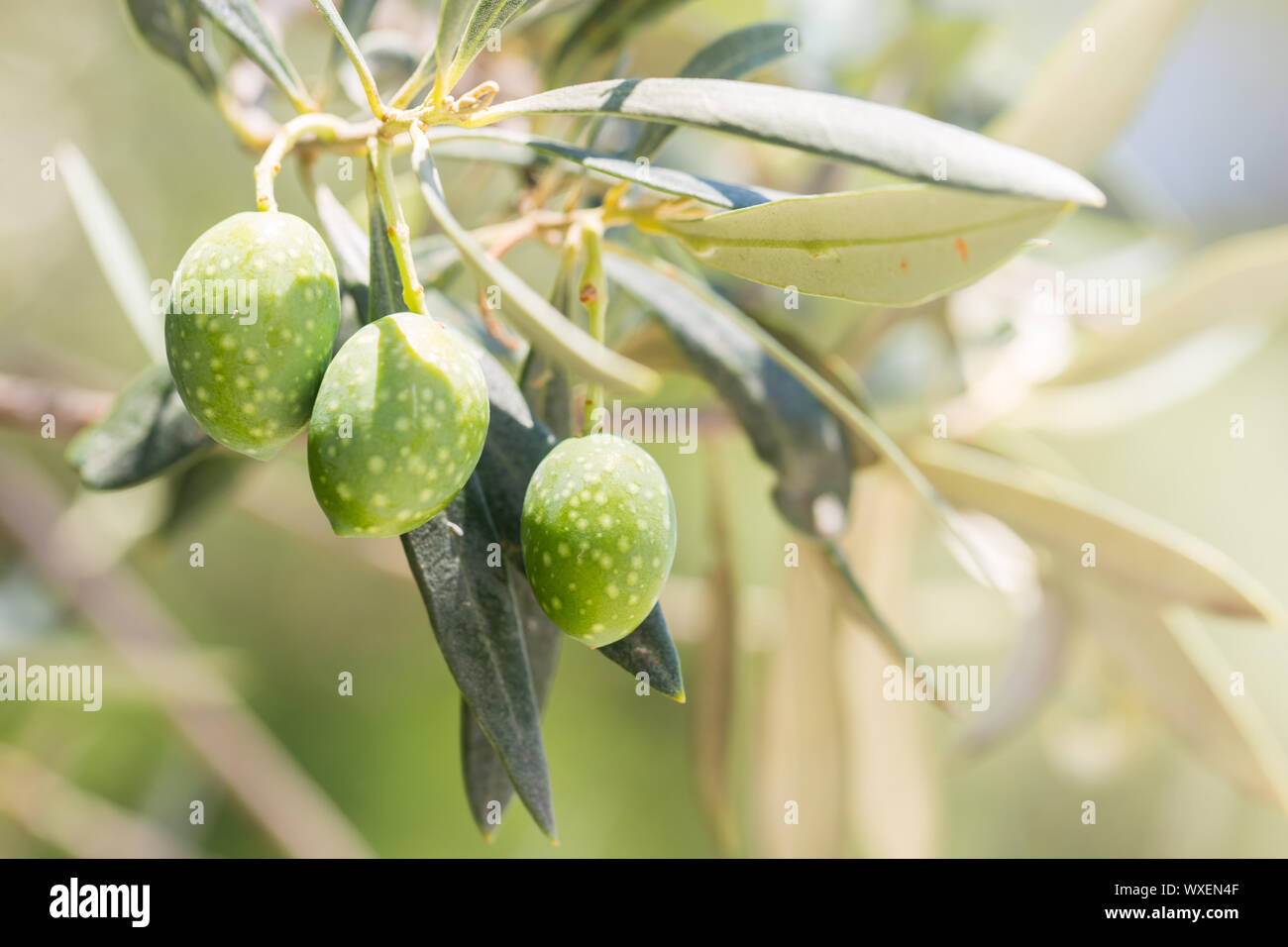 Detail of olive tree, a bunch of green olives used to produce high ...