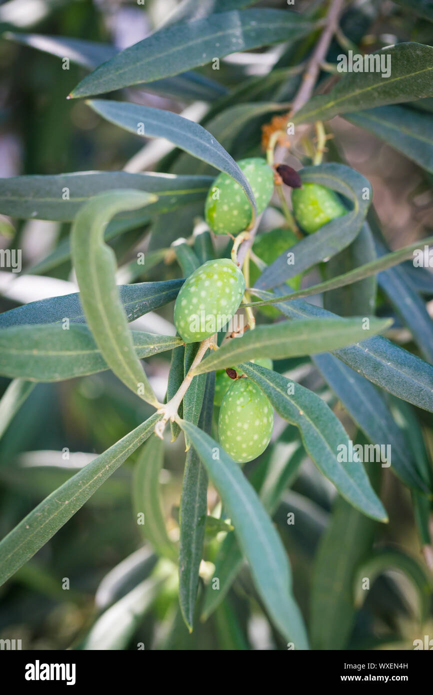 Detail of olive tree, a bunch of green olives used to produce high ...