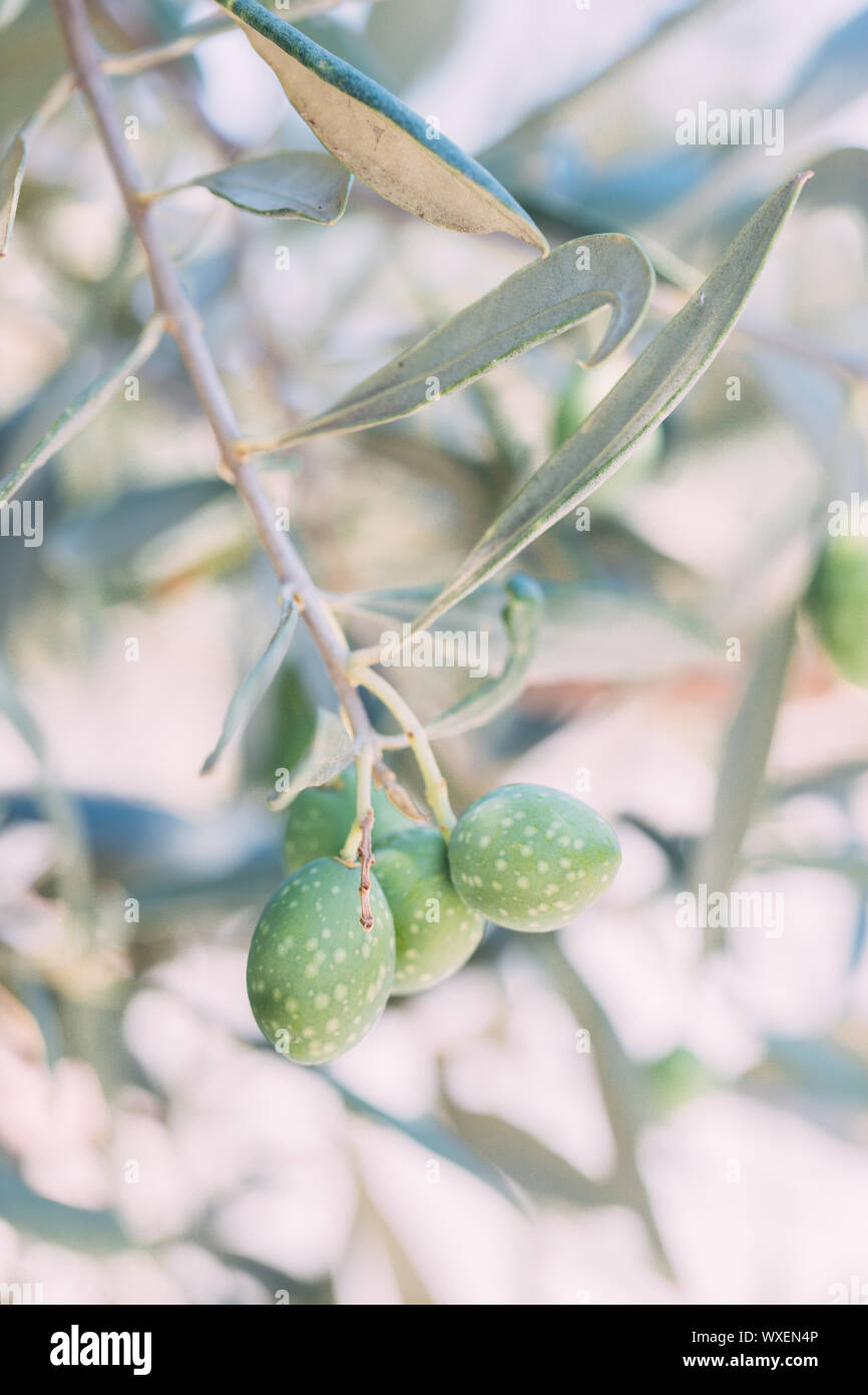 Detail of olive tree, a bunch of green olives used to produce high ...