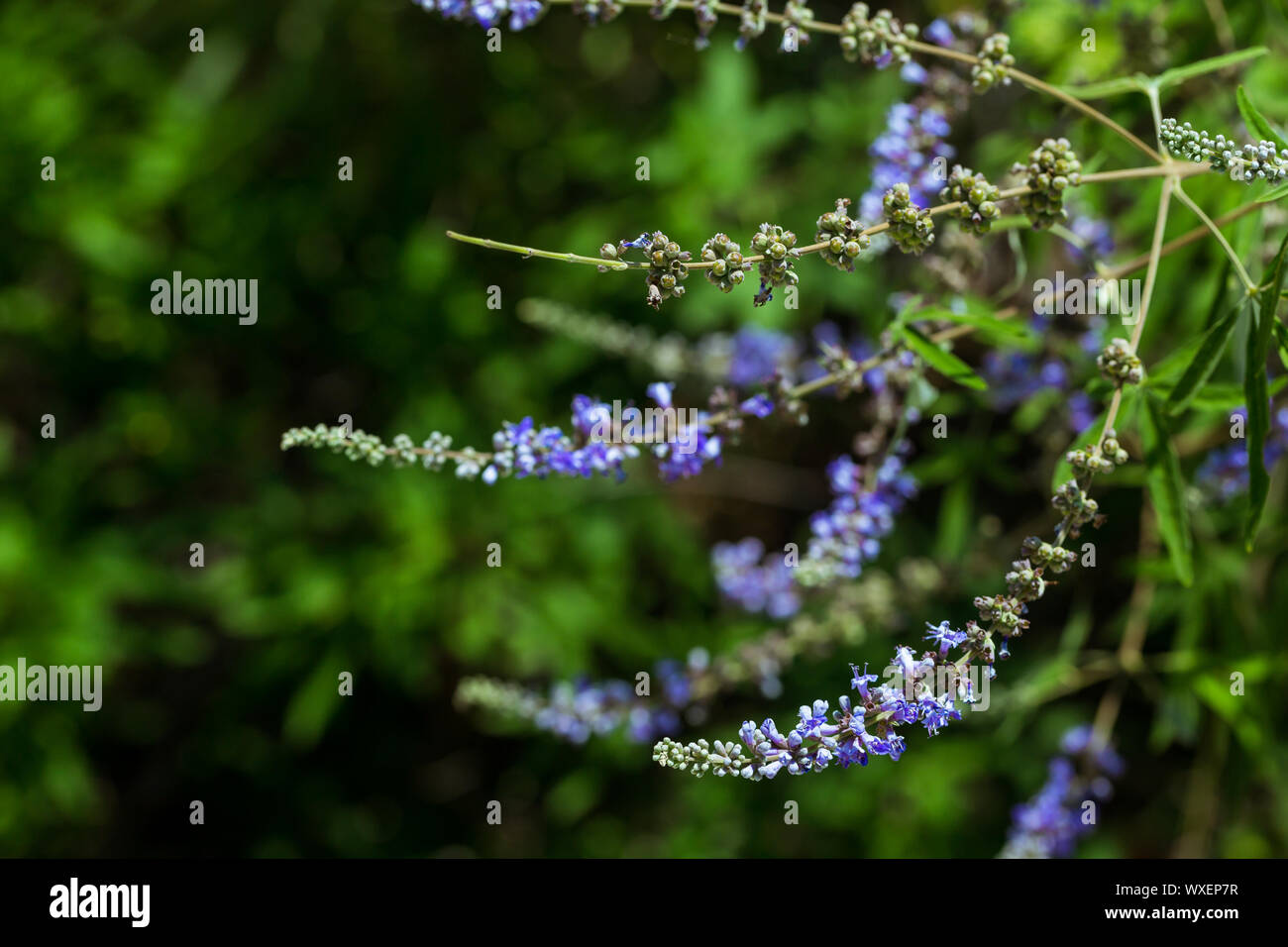 Vitex agnus castus spring hi-res stock photography and images - Alamy