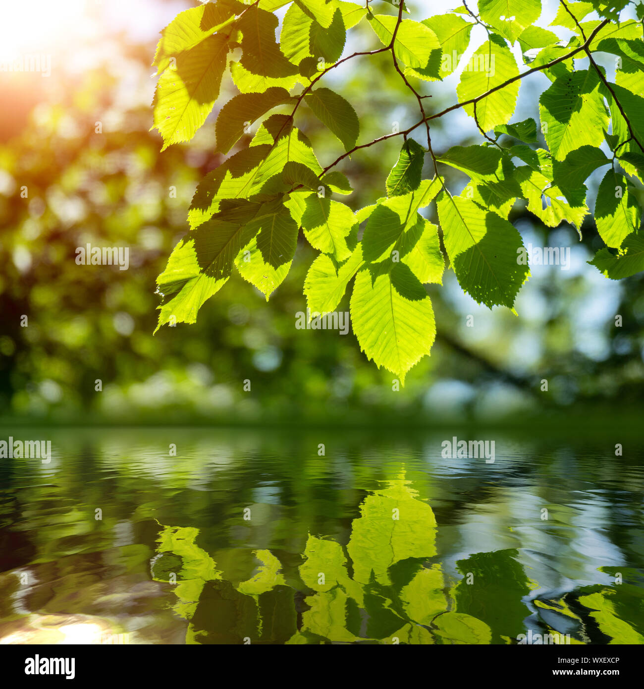 Fresh green leaves over water hi-res stock photography and images - Alamy