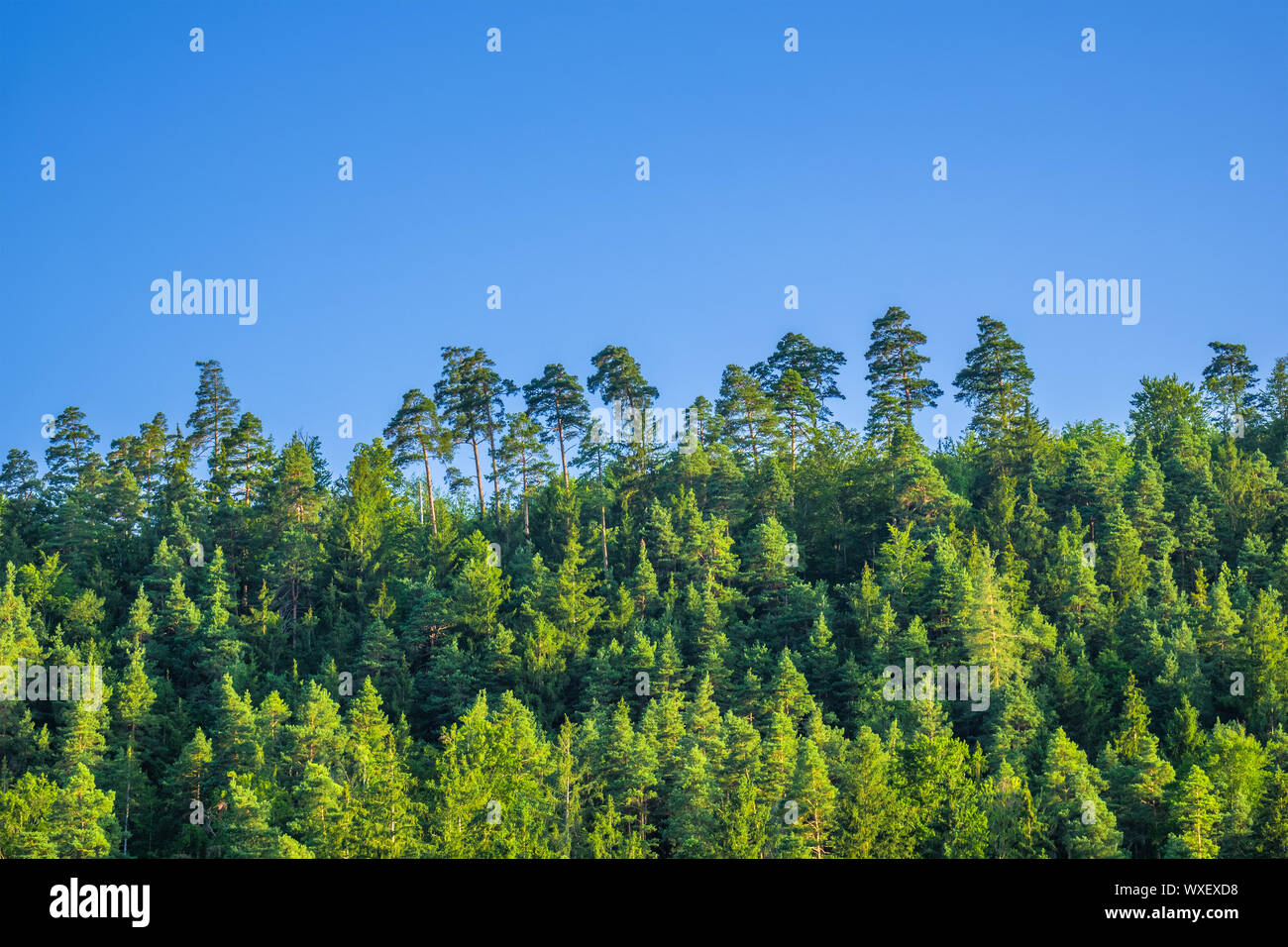 typical forest with space for your content Stock Photo - Alamy