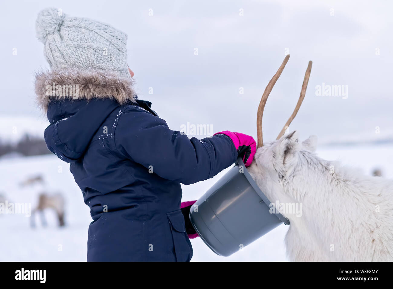 Little girl feeding reindeer in winter Stock Photo - Alamy