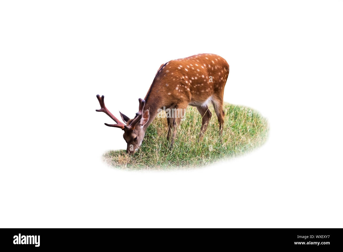 Summer horns Cut Out Stock Images & Pictures - Alamy