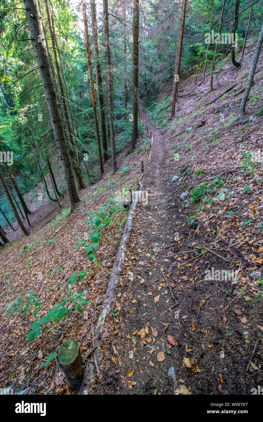 Mountain path through green forest Stock Photo - Alamy
