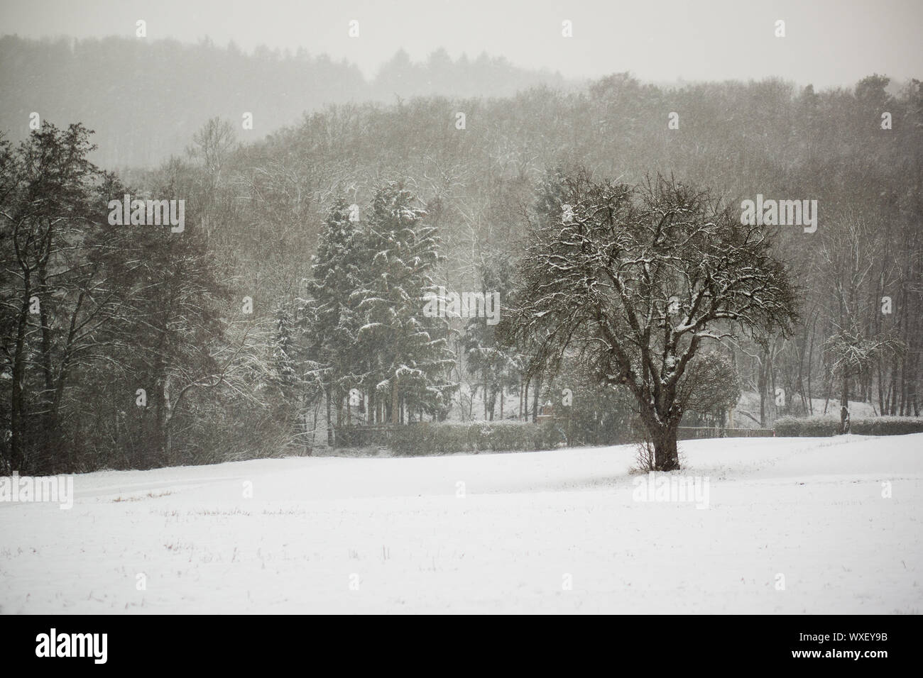 White wood path sky hi-res stock photography and images - Alamy
