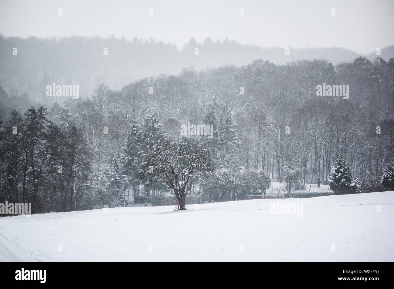 trees in snowy winter landscape in germany Stock Photo - Alamy