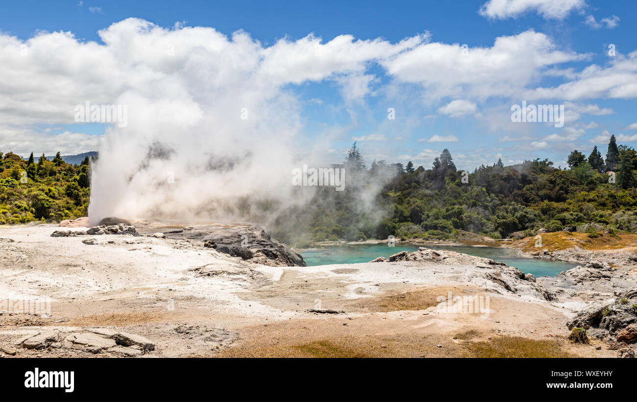 Geyser in New Zealand Rotorua Stock Photo - Alamy
