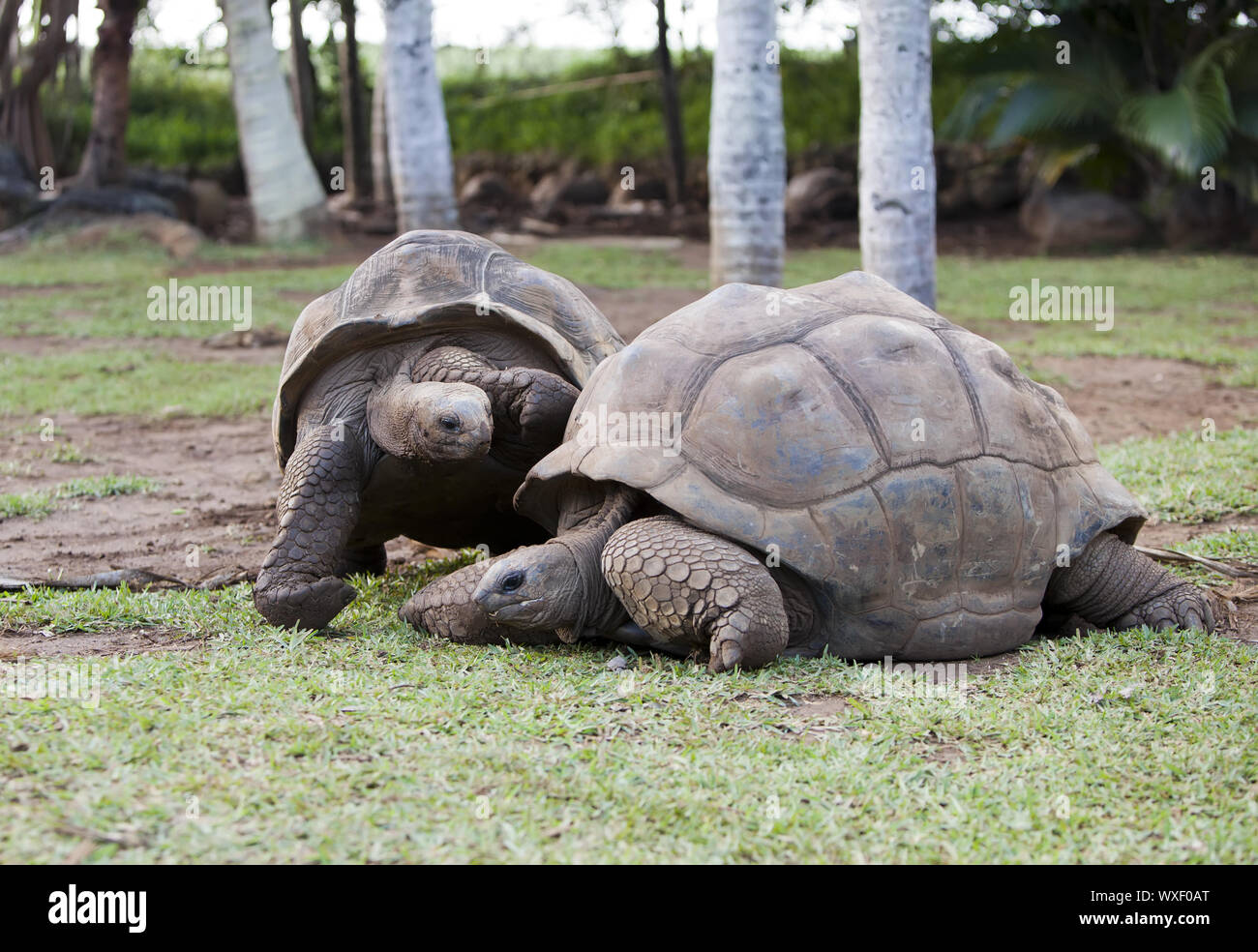 Huge big turtles hi-res stock photography and images - Alamy