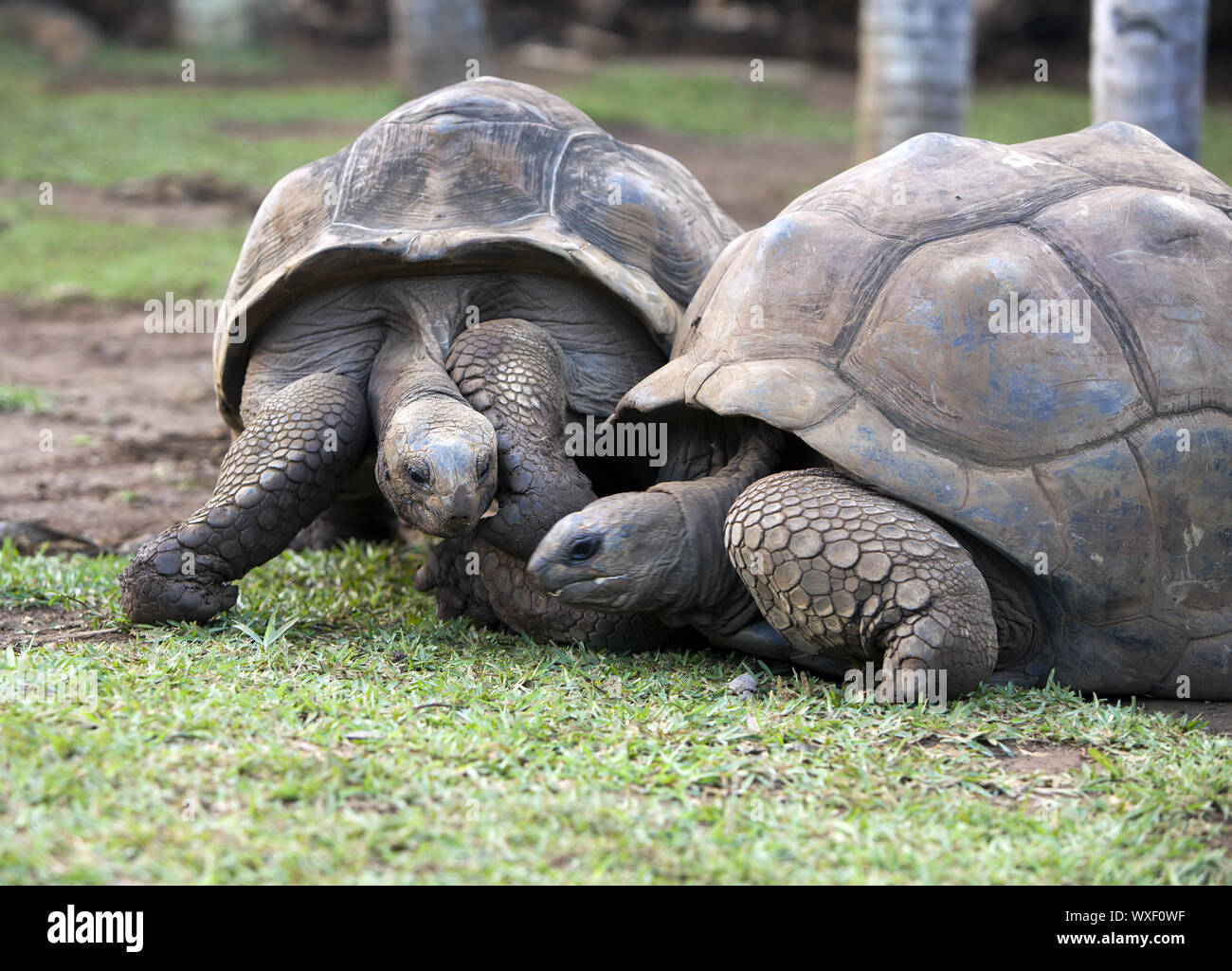 Old giant seychelles land turtle hi-res stock photography and images ...