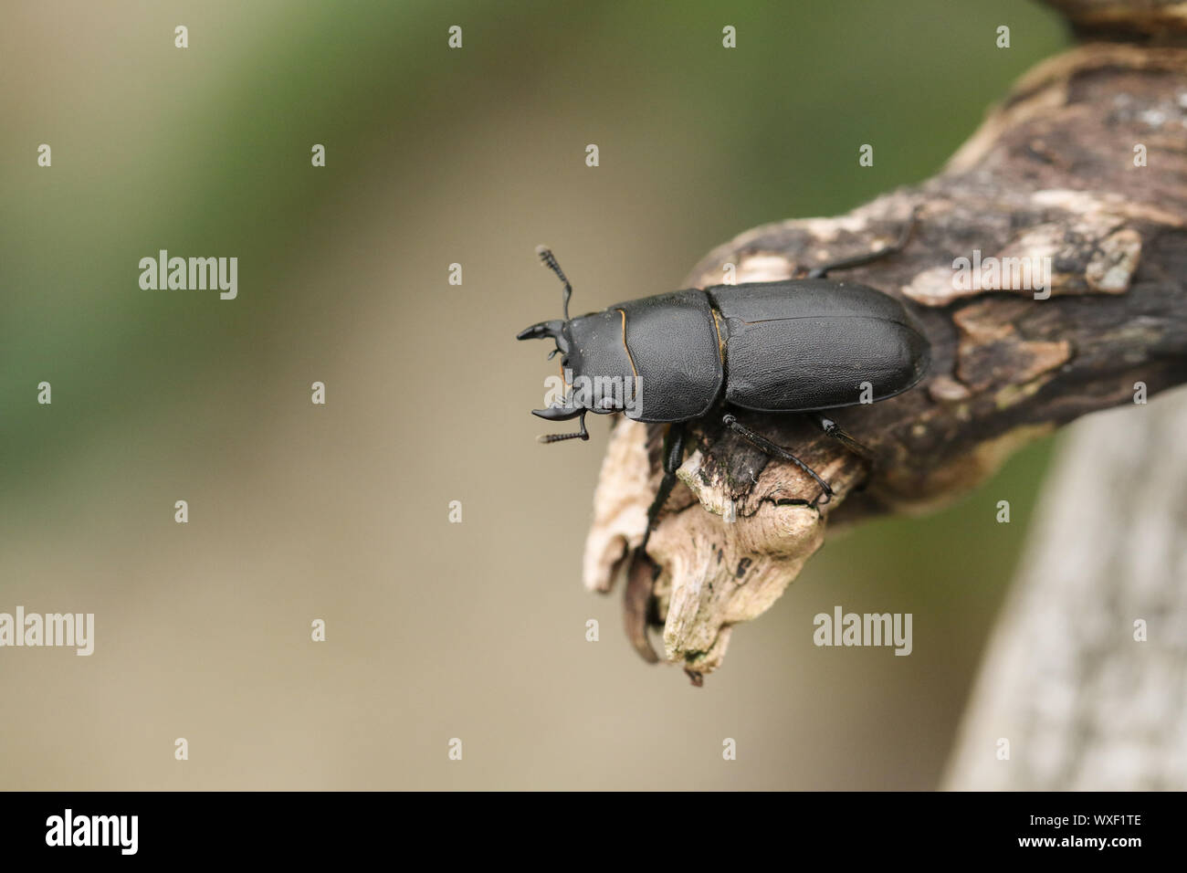 A Lesser Stag Beetle, Dorcus parallelipipedus, perching on a tree stump ...