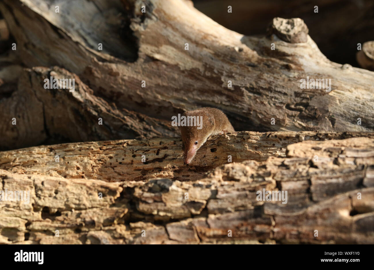 A cute wild Common Shrew, Sorex araneus, foraging for food in a log ...