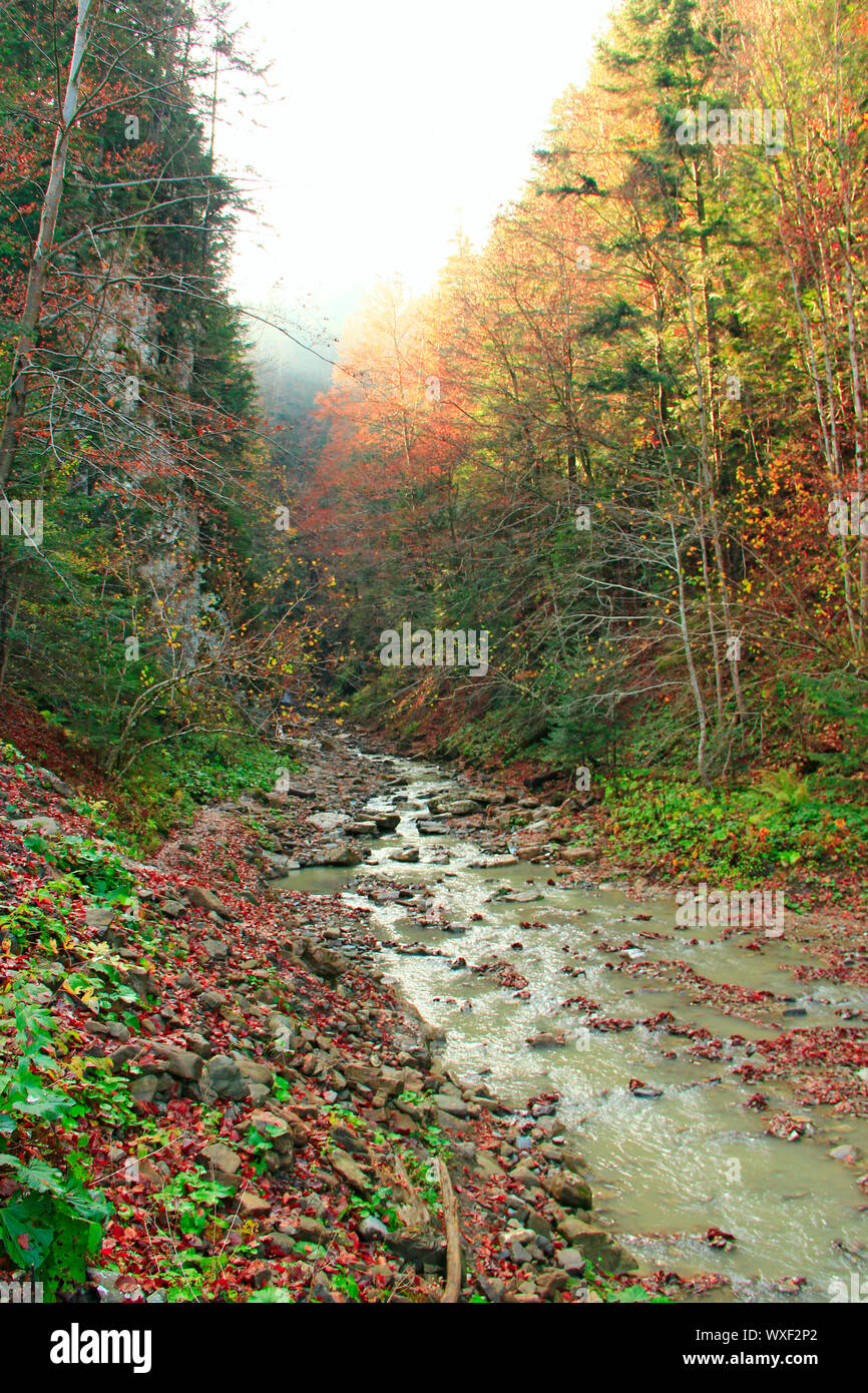 Fast mountain river flowing through forest. Narrow mountain river ...