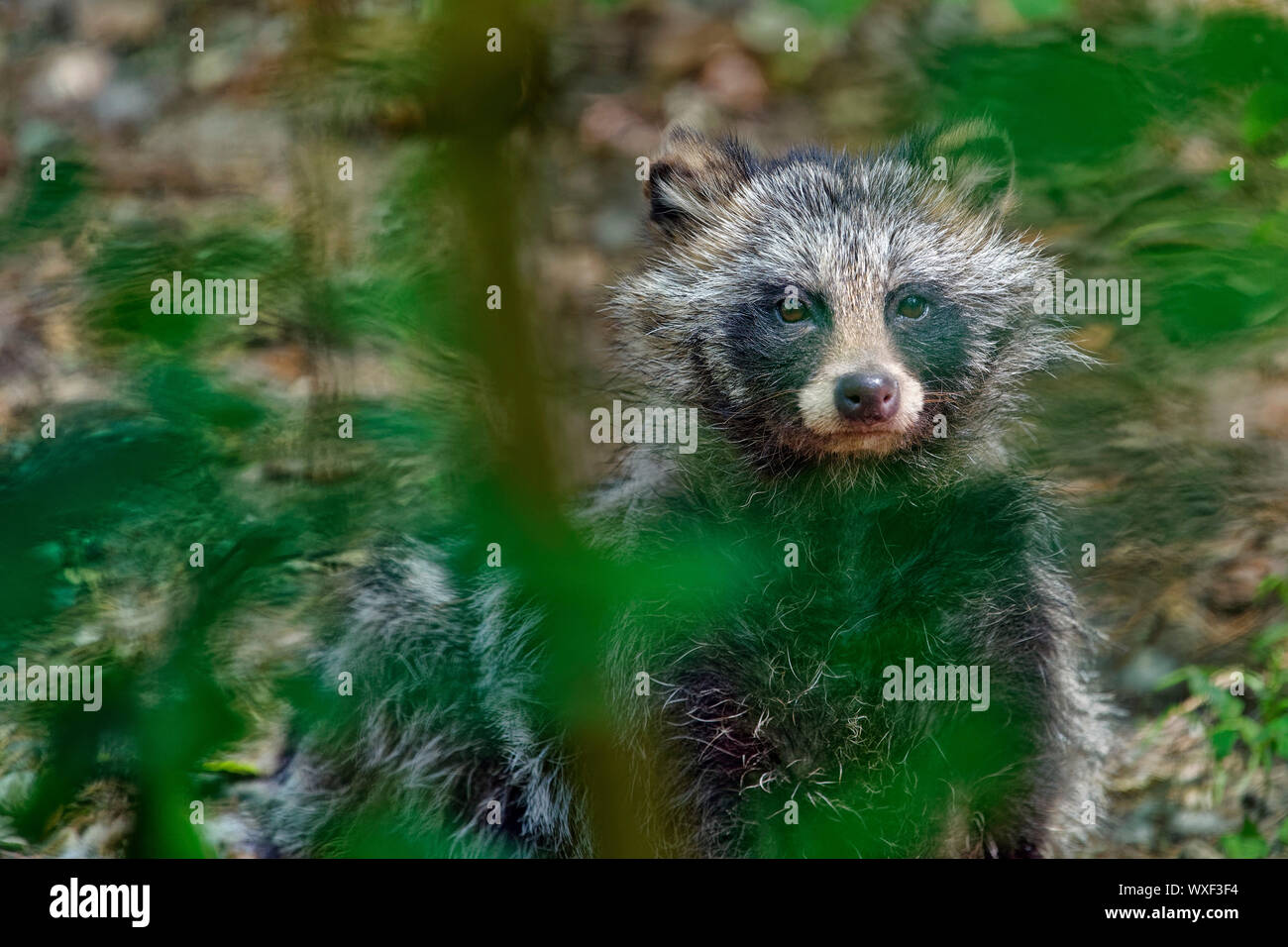 Raccoon dog nyctereutes procyonoides hi-res stock photography and ...